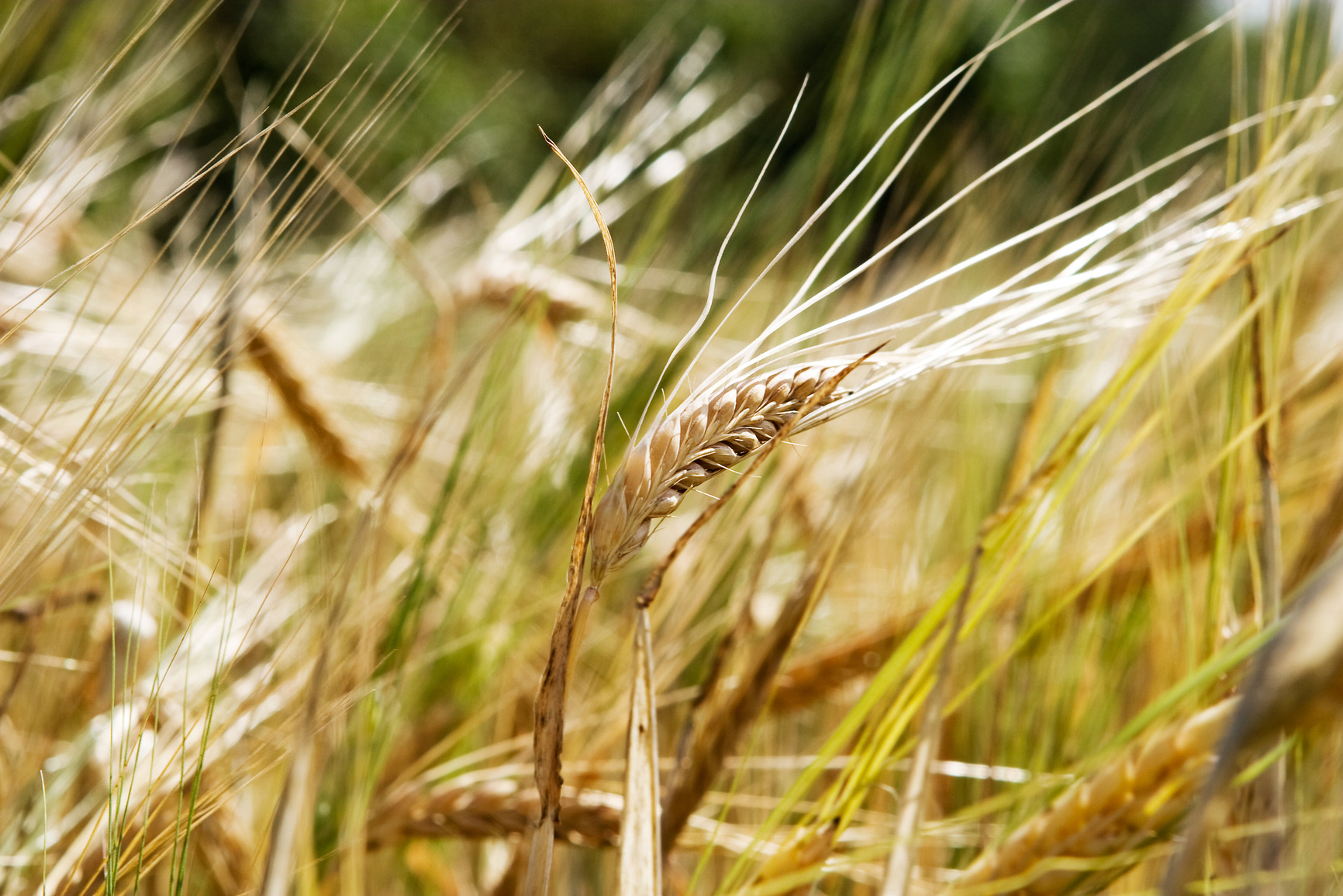 Wheat Background – Solid Rock Free Lutheran Church